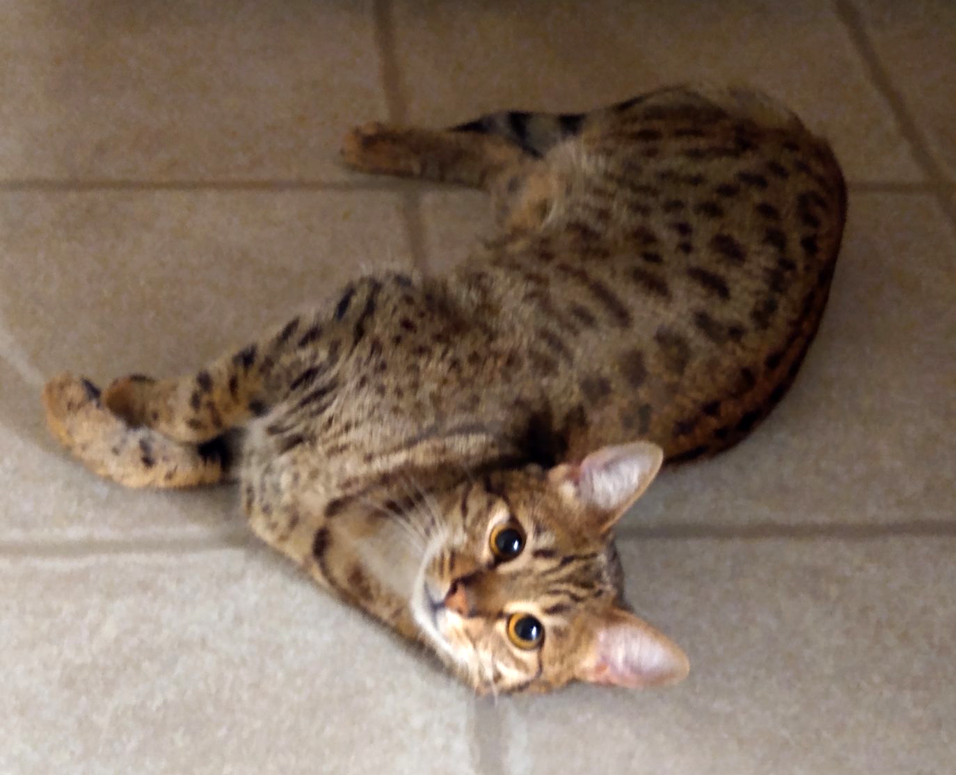 image000003 – Savannah Kittens